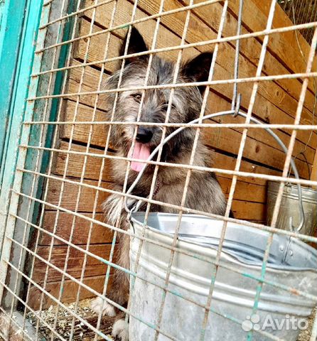 Терьеристый пёс заточён сидит в клетке