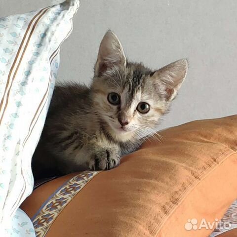 Котенок