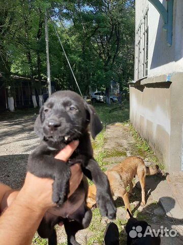 Щенки дратхаара, мама дворянской породы
