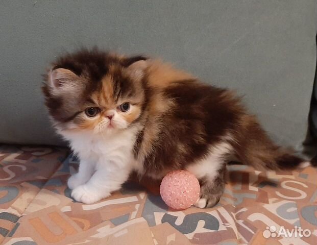 Персидская малышка