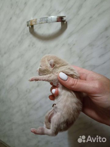 Котёнок нежно персикового цвета