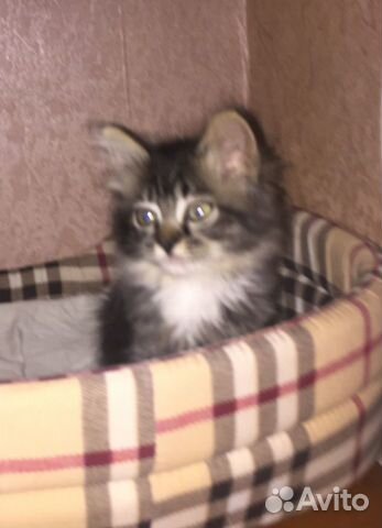 Котенок сибирячок