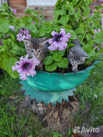Отдам котят в добрые руки