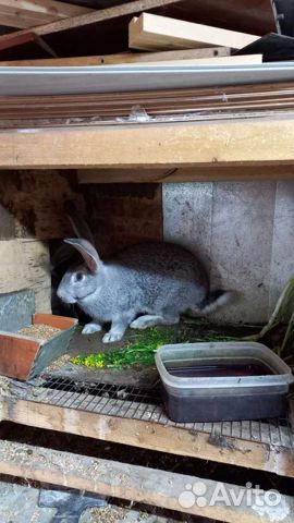 Кролики серый великан