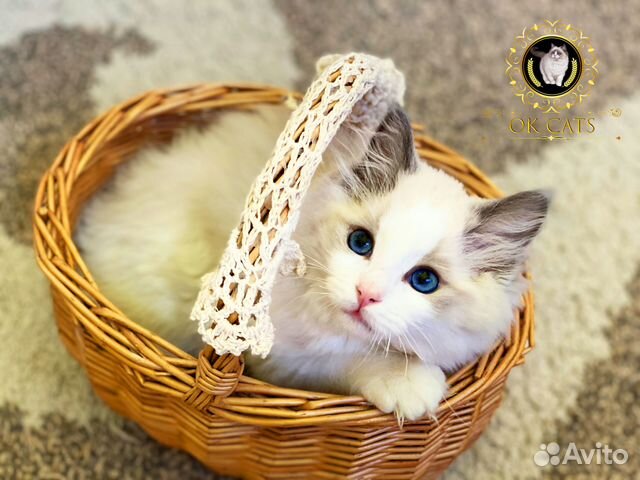 Шоу девочка в разведение. Гарантия здоровья