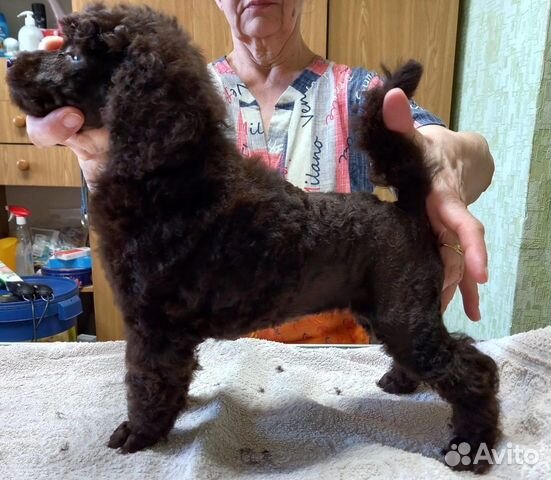 Средний пудель (щенок)