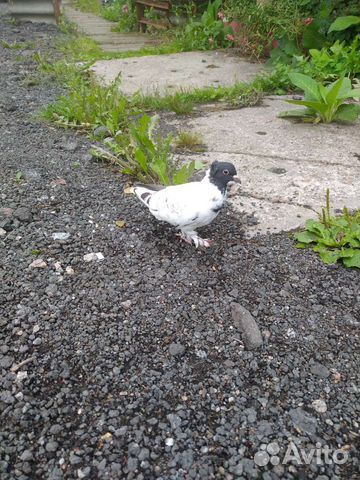 Голубь иранский бойный