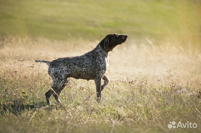 Немецкий курцхаар