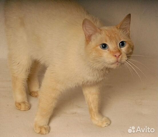 Тосик в добрые руки