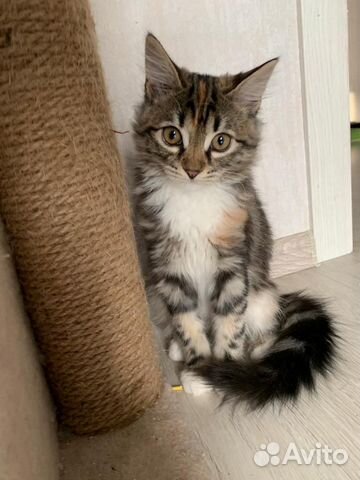 Маленькая девочка ищет дом