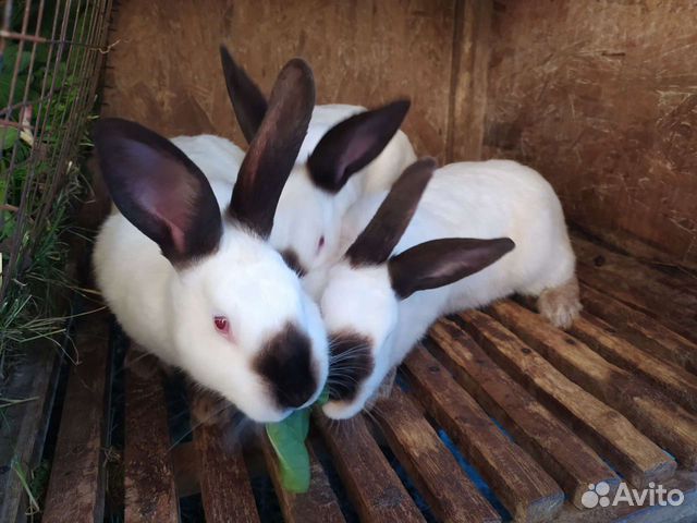 Калифорнийские кролики на племя