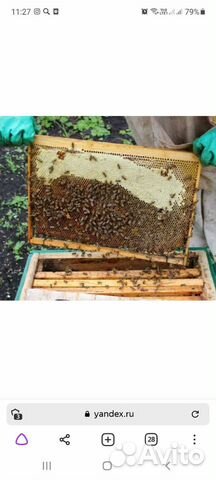 Пчелиные семьи