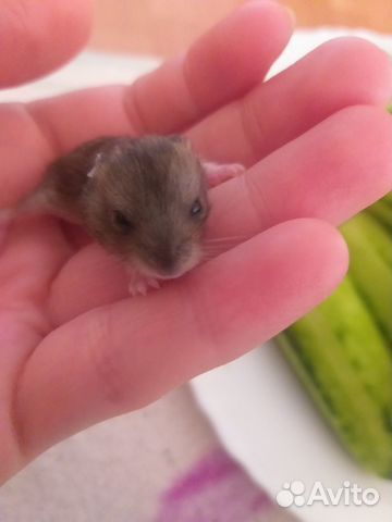 Отдам бесплатно джунгариков