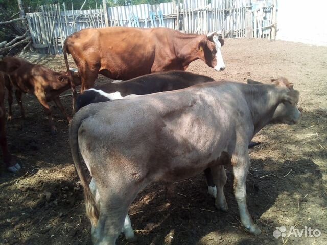 Телята бычки
