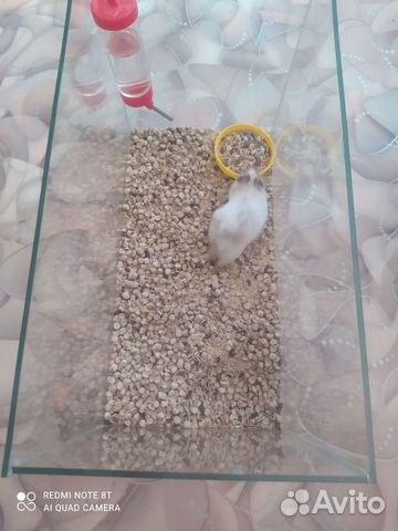 Сирийский хомяк белый