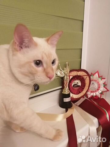 Меконгский бобтейл вязка