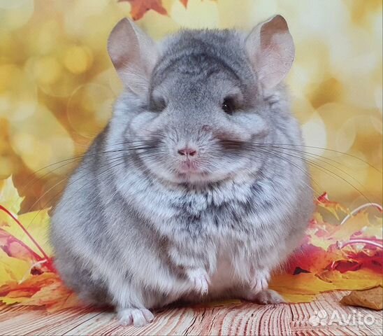 Шиншилла Томас