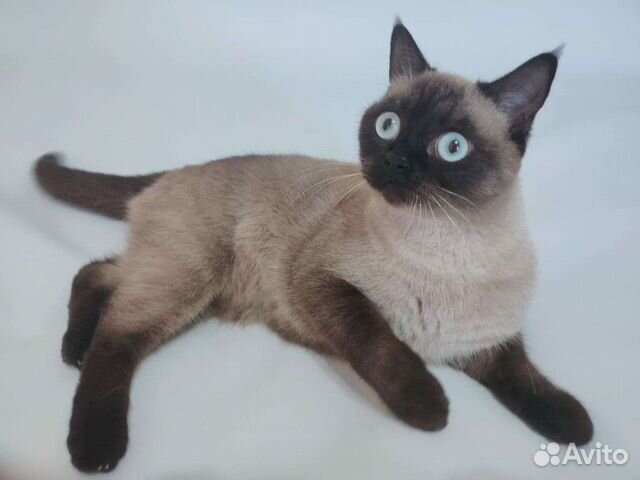 Кошка(тайская)