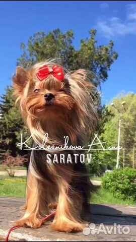 Кукольный 1,5 кг мини мальчик йоркширского терьера