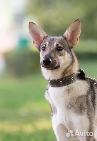 Красавица Сильва очень ждёт свою семью