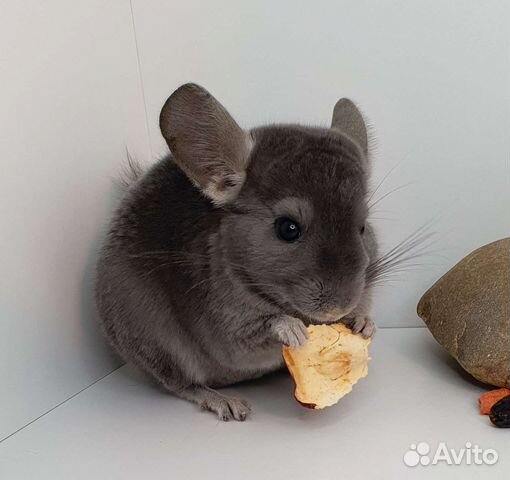 Шиншилленок мальчик бархатный фио эбони средний 3м