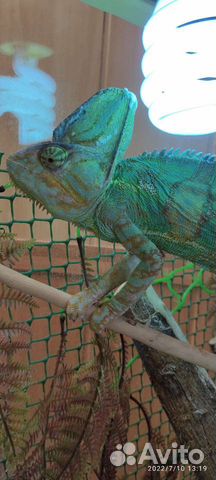 Хамелеон йеменский