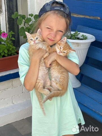 Котята
