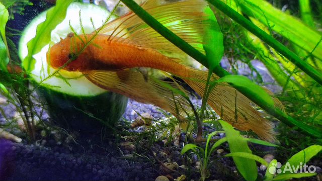 Молодь анциструса Стрекоза Вуалевый супер ред