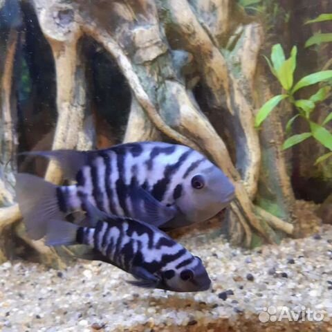 Рыбки цихлиды чернополосые