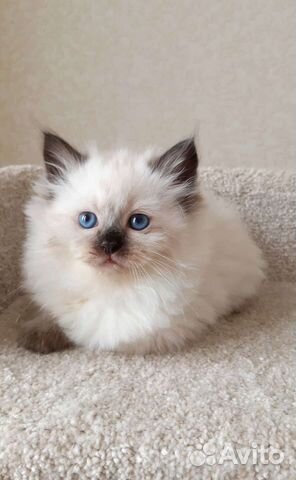 Невские маскарадные пушистики