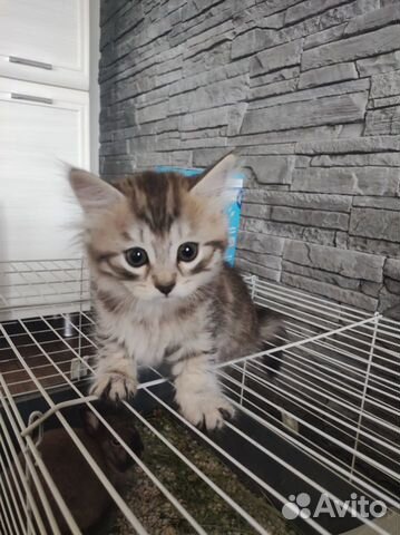 Котята в добрые руки от папы британца