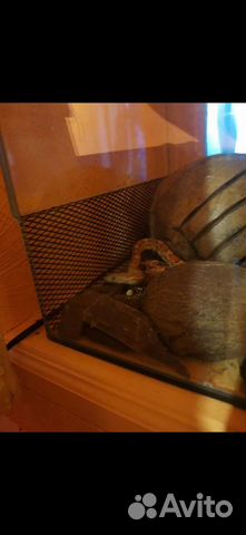 Маисовый полоз с террариумом