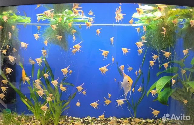 Мальки золотой скалярии