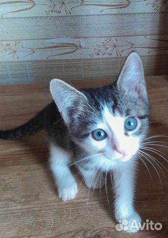 Котенок девочка 6 недель