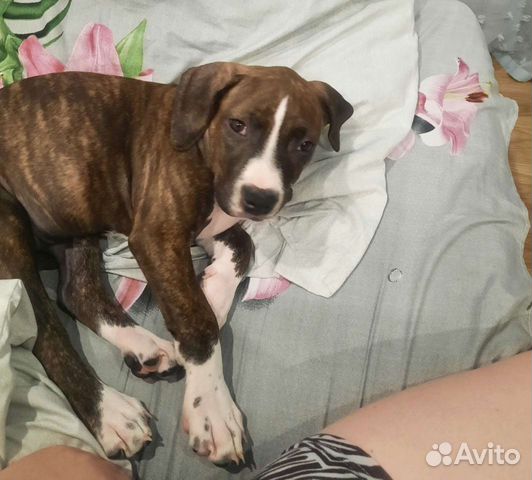 Стаффордширский терьер щенок