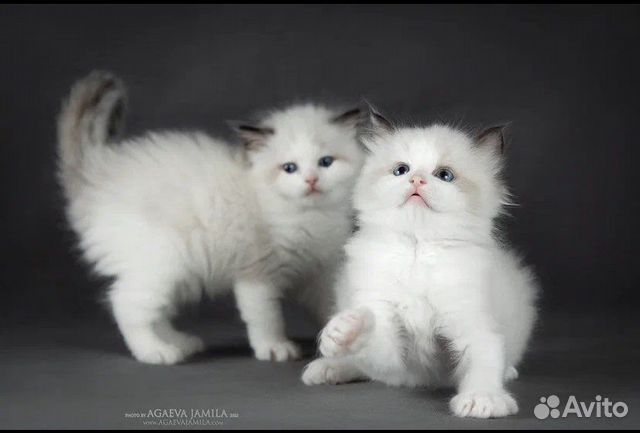 Малыши рэгдоллы