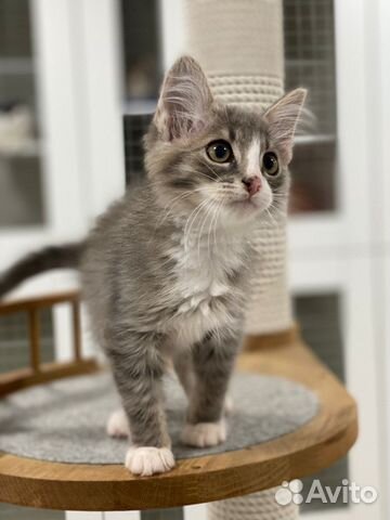 Котенок бесплатно