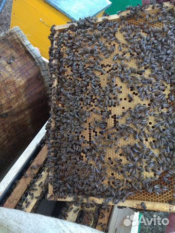 Пчелопакеты 2023