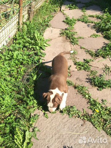 Американского питбуля щенок