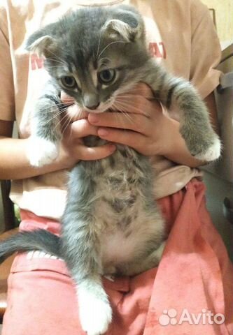 Котик