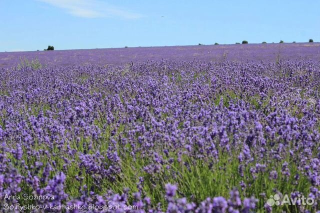 Люцерна, эспарцет