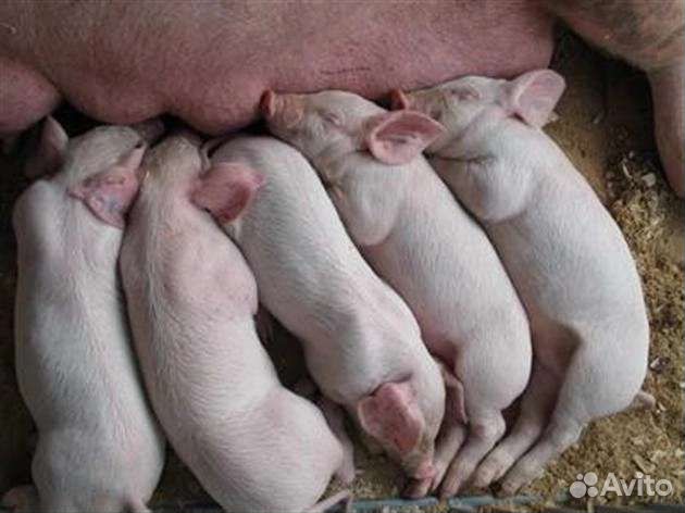 Поросята породы ландрас
