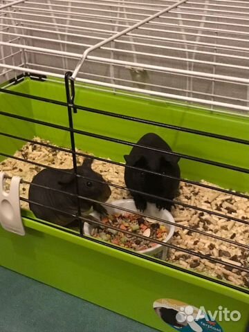 Морские свинки скинни в добрые руки