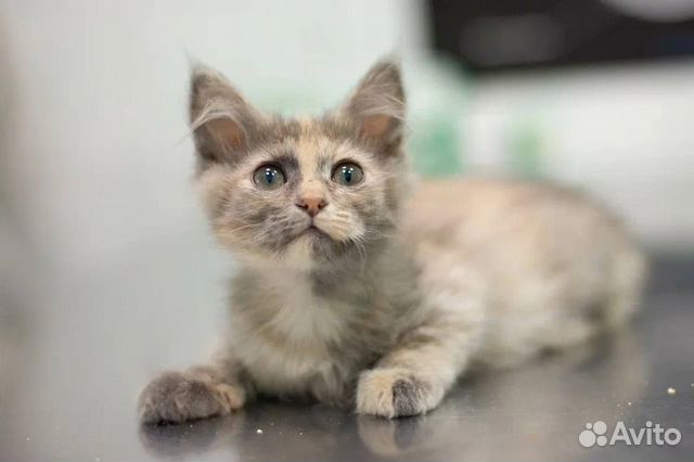 Пушистое облачко