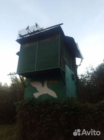 Голубятня продажа