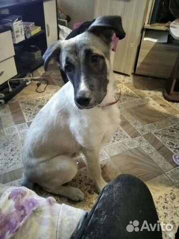 Собака в добрые руки,помесь алабай с овчаркой