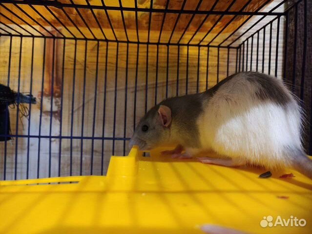 Крысы дамбо