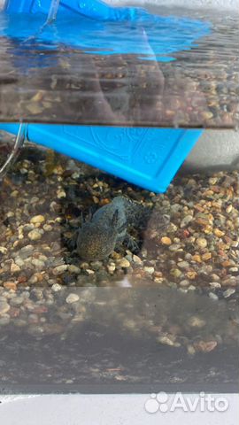 Аксолотль с аквариумом