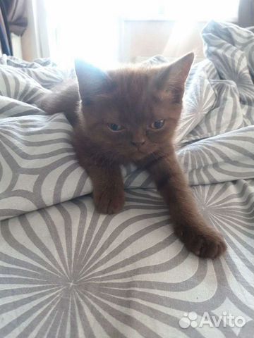 Кошки котята британские