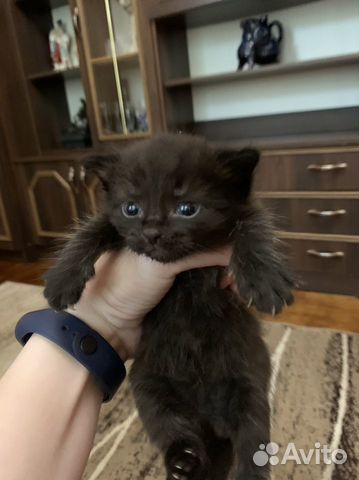 Котик от британцкой вислоухой